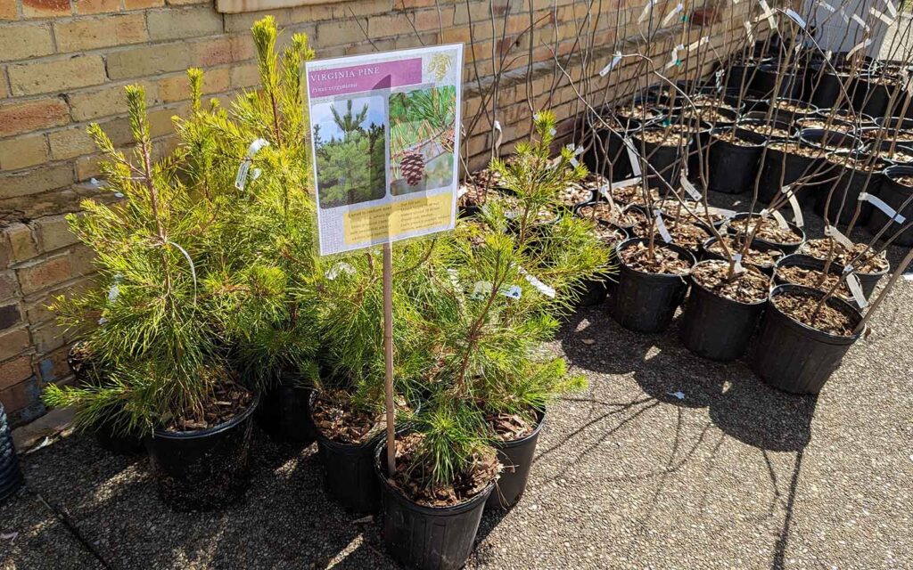 Community Spotlight—Tree Pittsburgh — Rivers of Steel